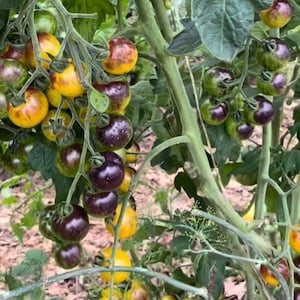 Cosmic Purple Rain Tomato Seeds - Etsy
