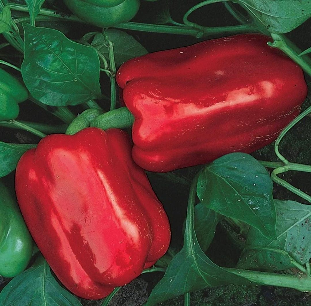 Chinese Giant Pepper Seeds | Heirloom - Etsy