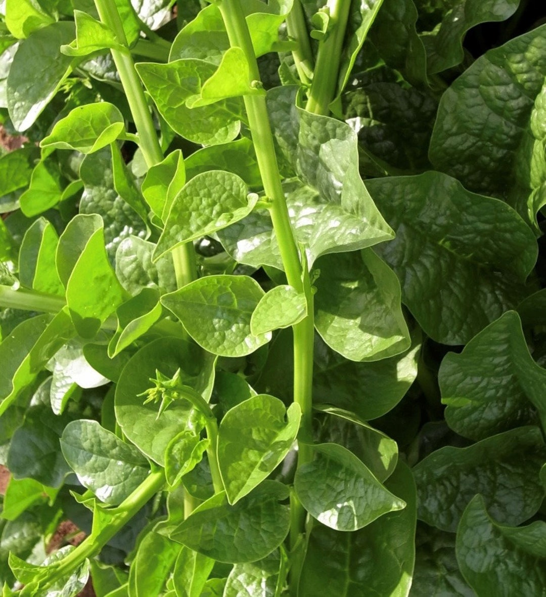 Malabar Spinach (green Supreme Vines) Seeds - Etsy