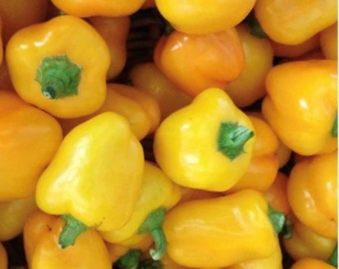 Mini Yellow Bell Pepper Seeds - Etsy