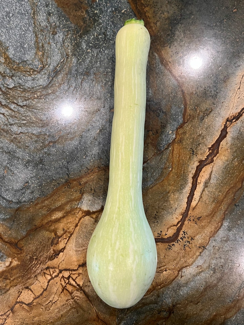 Tromboncino (zucchini Rampicante) Squash Seeds | Heirloom | Organic - Etsy