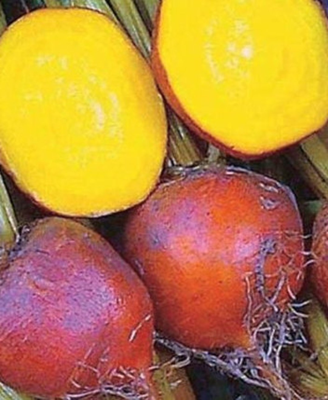 Golden Detroit Beet Seeds | Heirloom Vegetable | Organic - Etsy