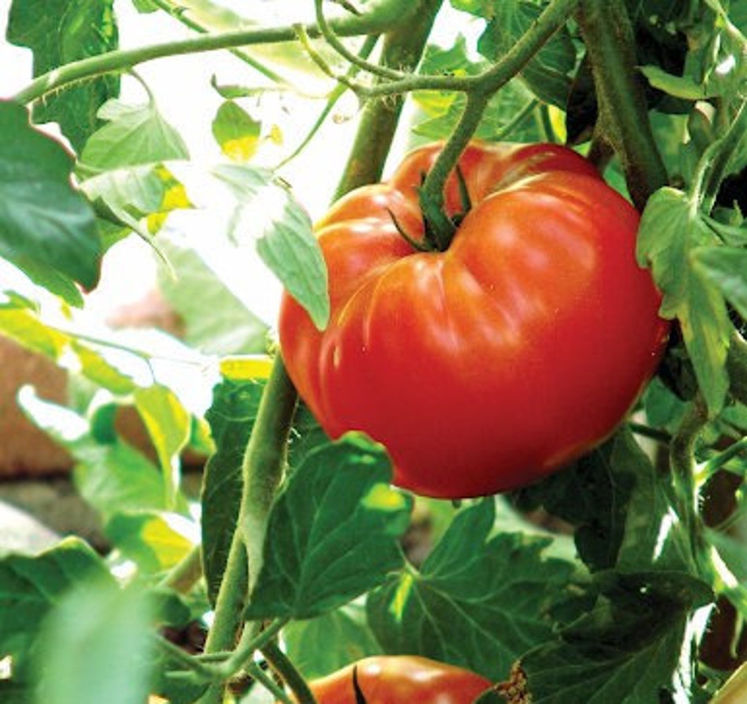 Rutgers Tomato Seeds | Heirloom | Organic - Etsy