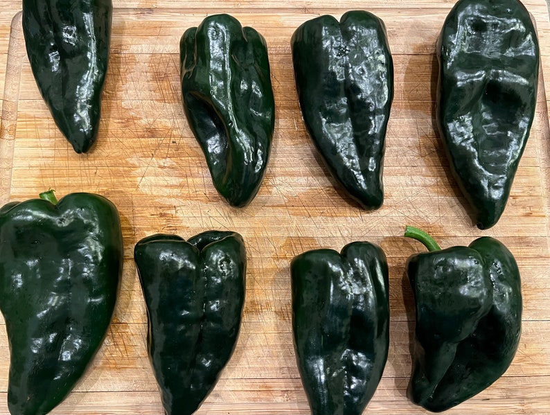 Poblano Pepper Seeds Hot Heirloom - Etsy