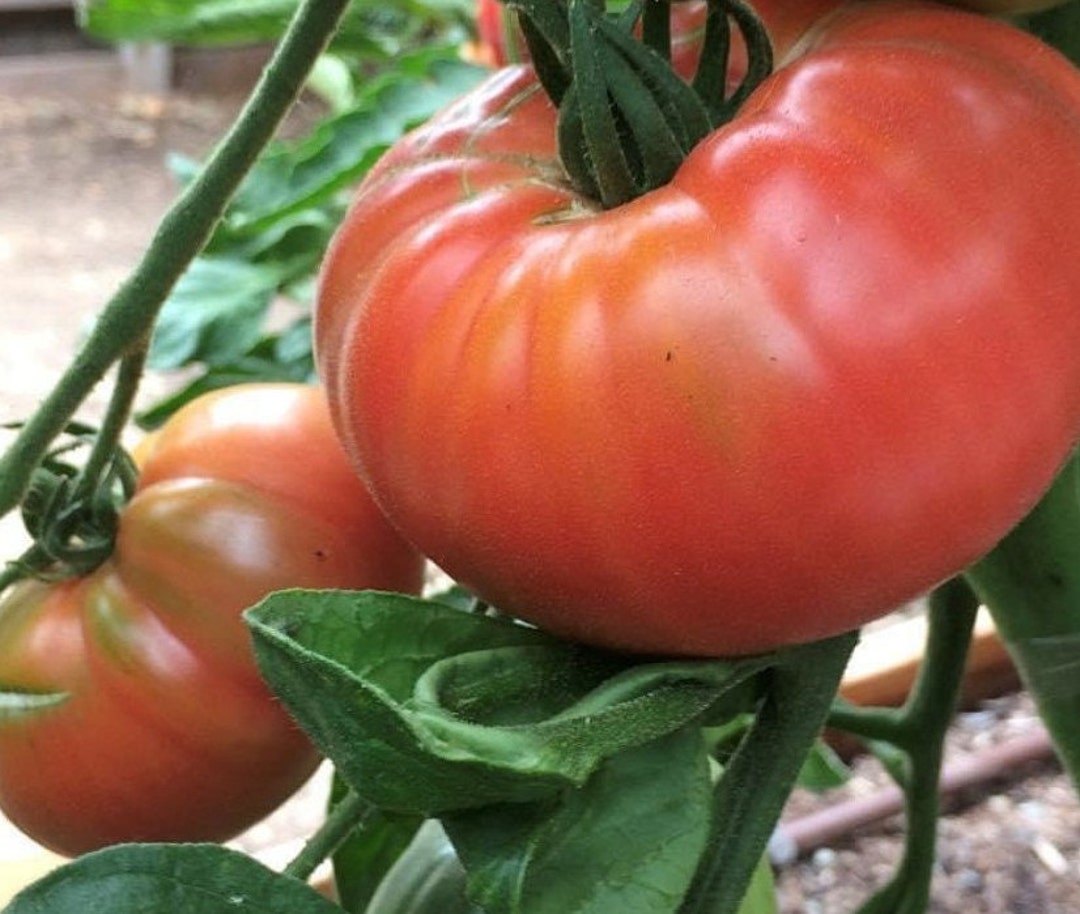 Pink Brandywine Tomato Seeds | Heirloom - Etsy