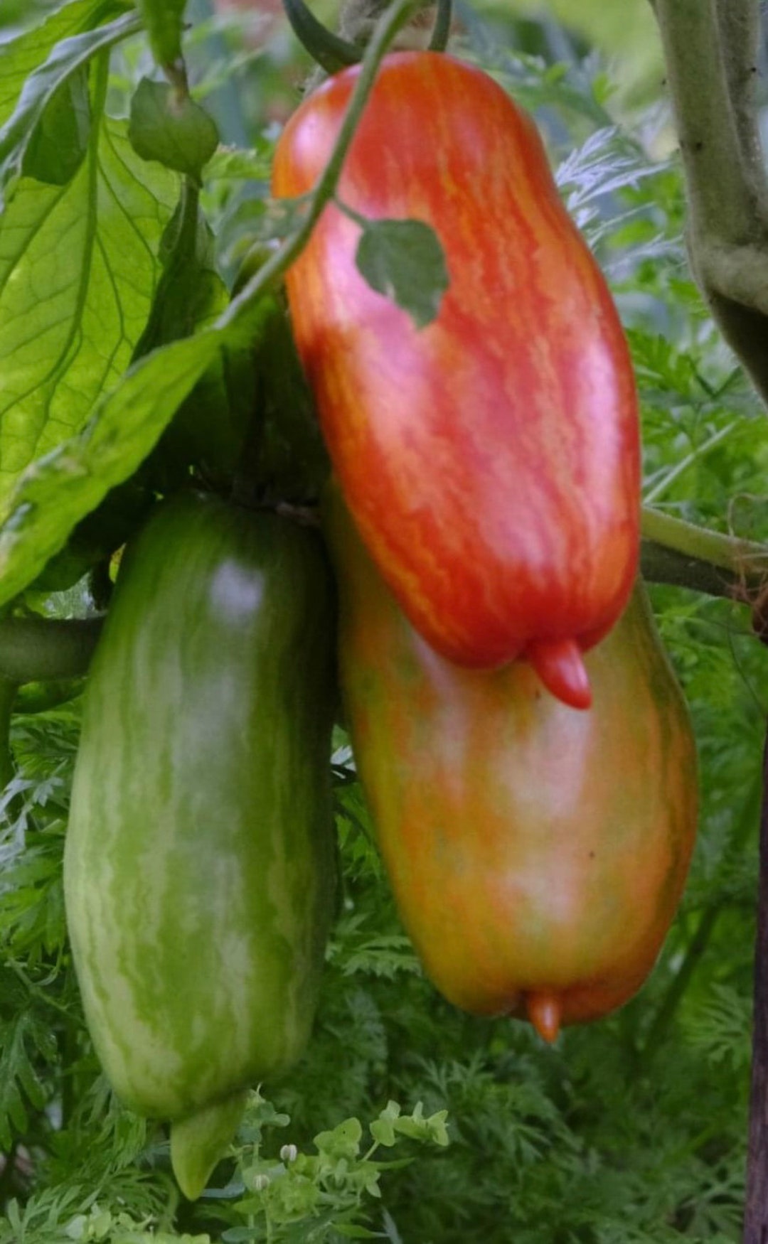 Speckled Roman Tomato Seeds | Heirloom - Etsy