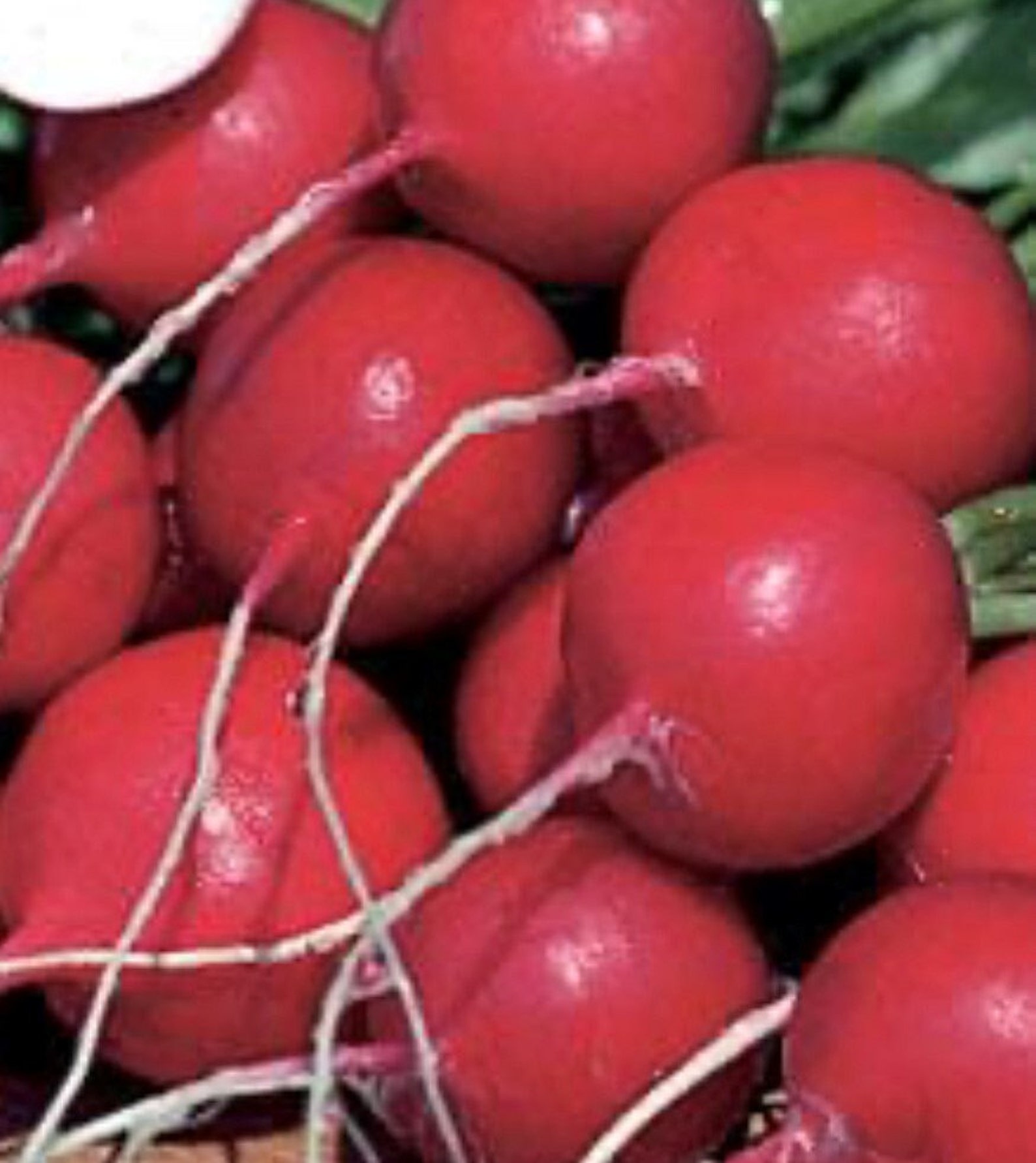 German Giant Radish Seeds | Heirloom - Etsy