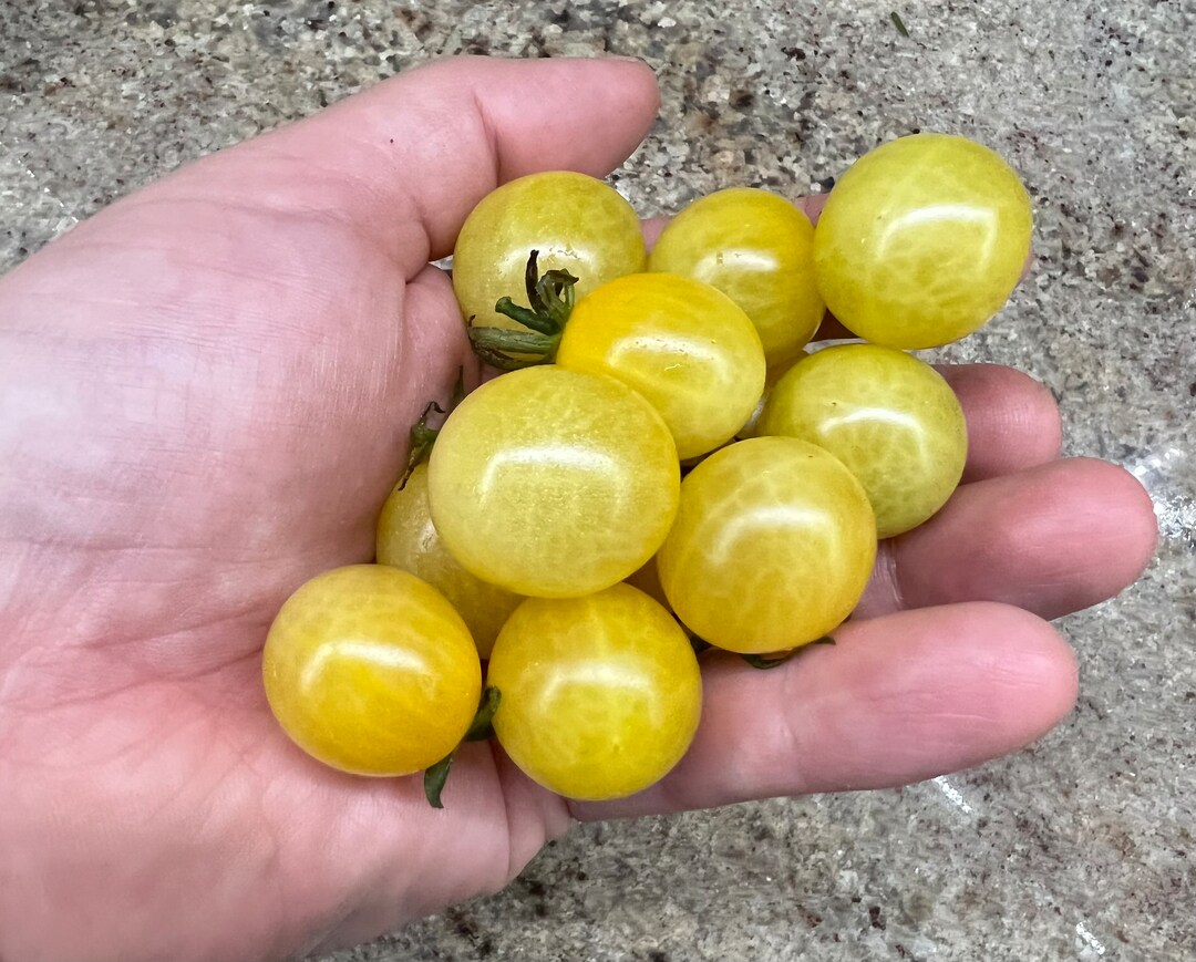 Lemon Drop Tomato Seeds - Etsy