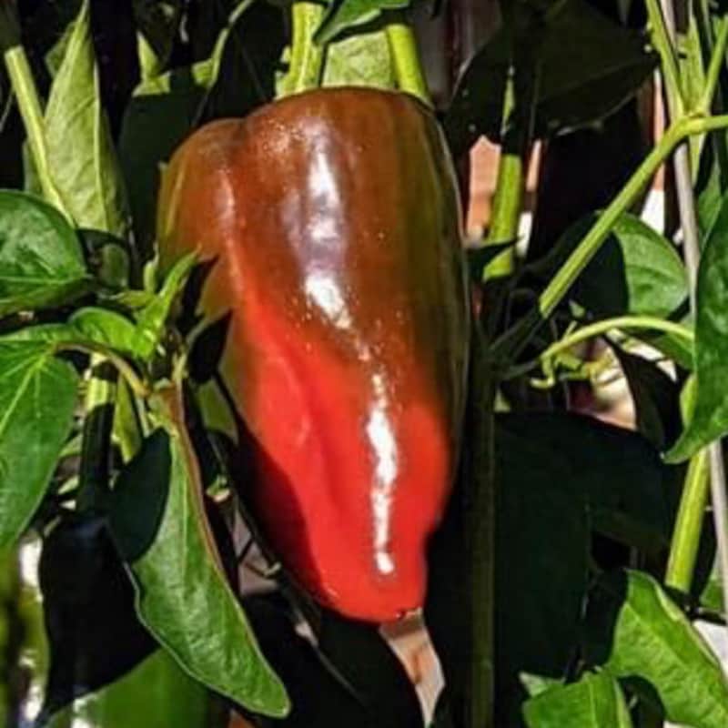 Rare Pepper Seeds - Etsy