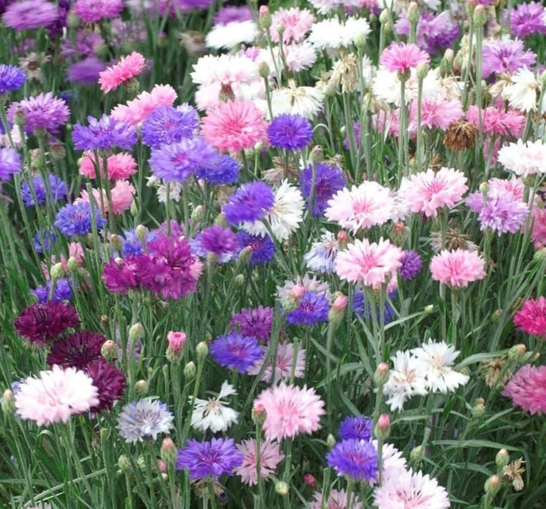 Polka Dot Bachelor Button Flower Seed Mix - Etsy