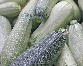Grey Zucchini Seeds Summer Squash Heirloom Organic - Etsy