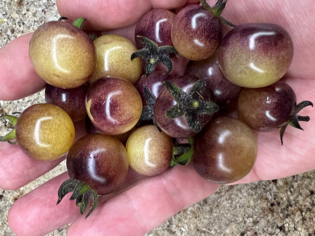 Indigo Cream Berries Tomato Seeds | Organic - Etsy