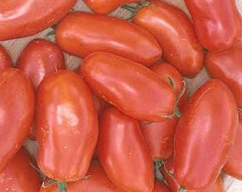 Federle Tomato Seeds Heirloom Organic Paste Tomato - Etsy