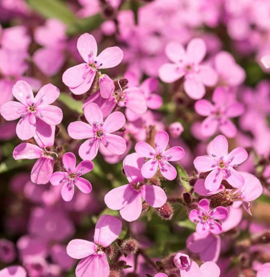 Soapwort Flower Seeds - Etsy