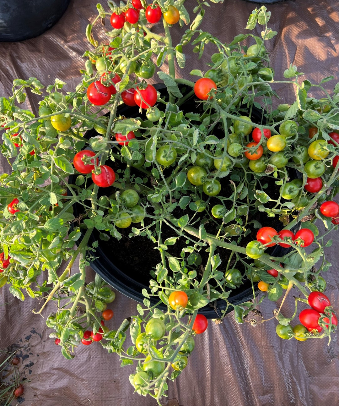 Cherry Falls Tomato Seeds | Organic - Etsy