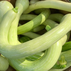 Tromboncino (zucchini Rampicante) Squash Seeds | Heirloom | Organic - Etsy