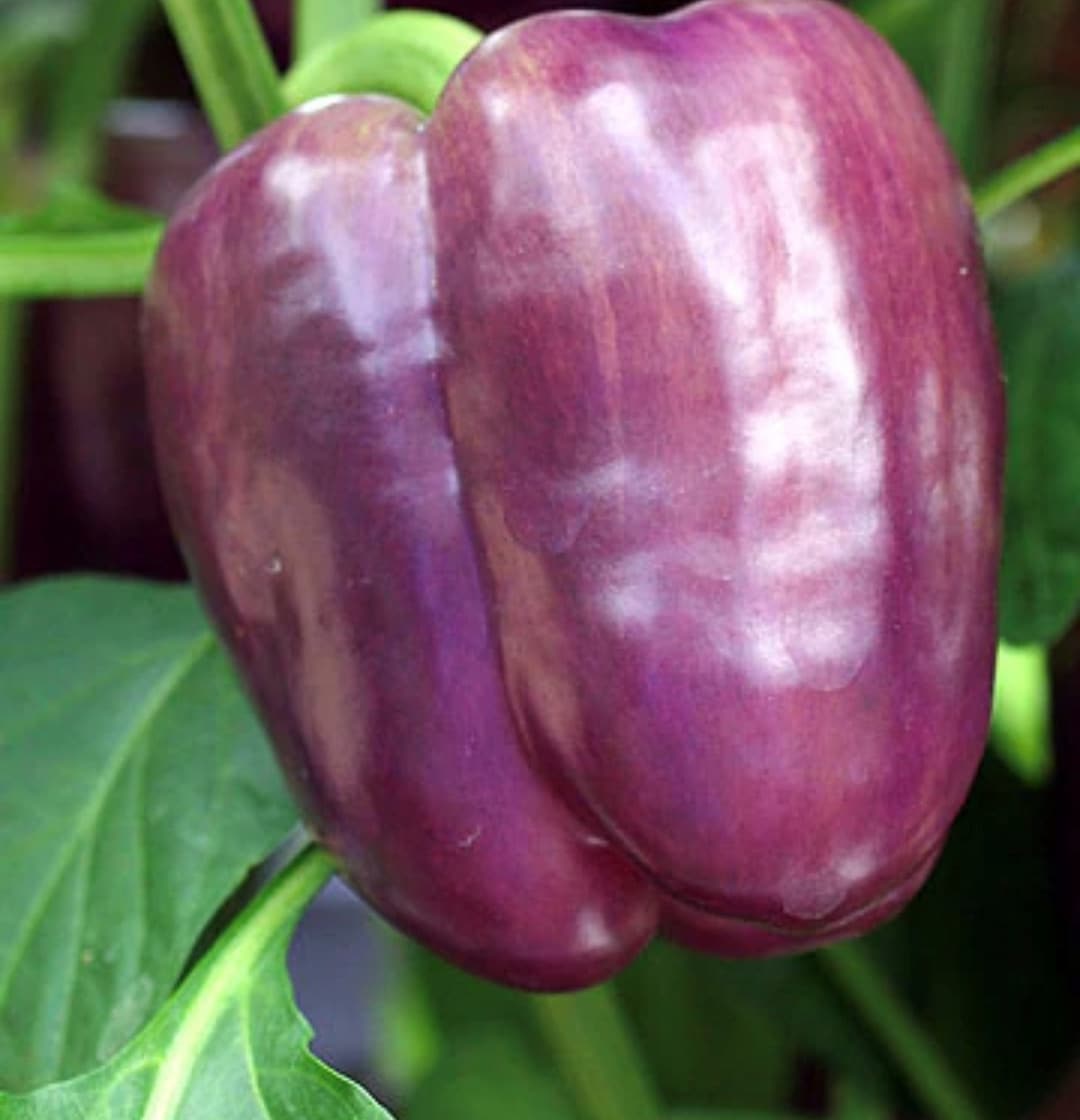 Purple Beauty Sweet Pepper Seeds | Heirloom - Etsy