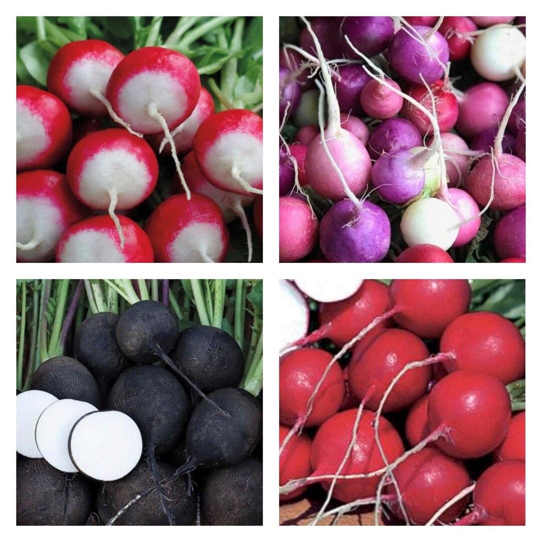Rainbow Radish Collection | Seeds - Etsy