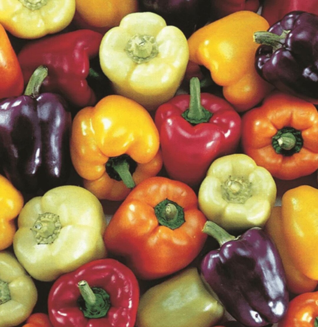 Rainbow Bell Pepper Mix | Seeds - Etsy