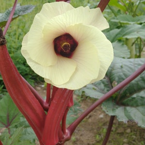 Jing Orange Okra Seeds - Etsy