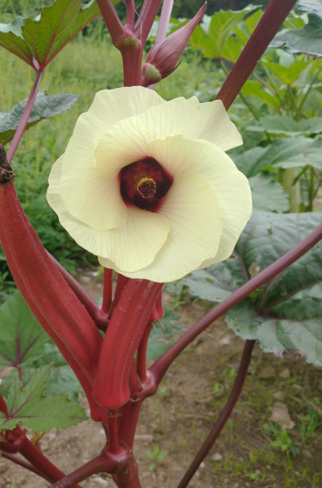Jing Orange Okra Seeds - Etsy
