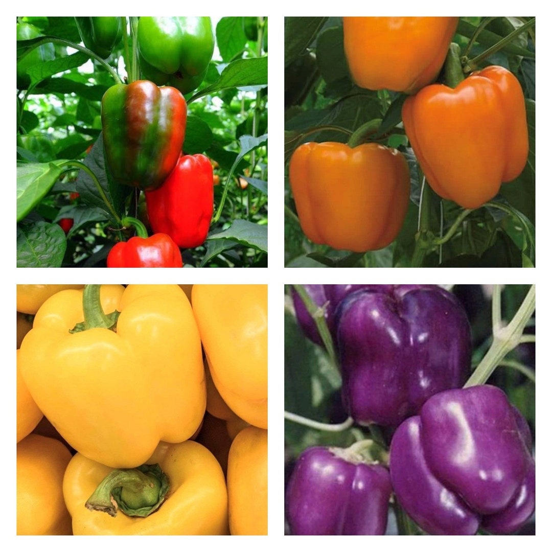 Bell Pepper Collection | Organic Seeds - Etsy