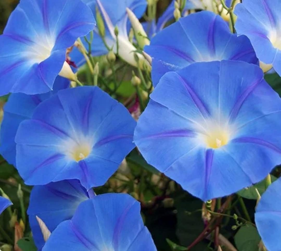 Blue Star Morning Glory Flower Seeds - Etsy