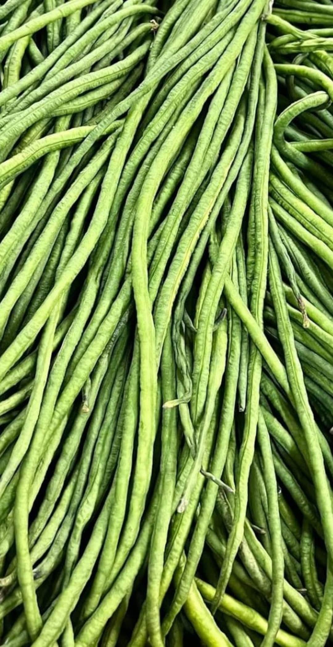 Oriental Yard Long Bean Seeds - Etsy