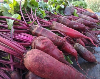 1,000 Chioggia Beets Bullseye Heirloom Beet Seeds - Etsy