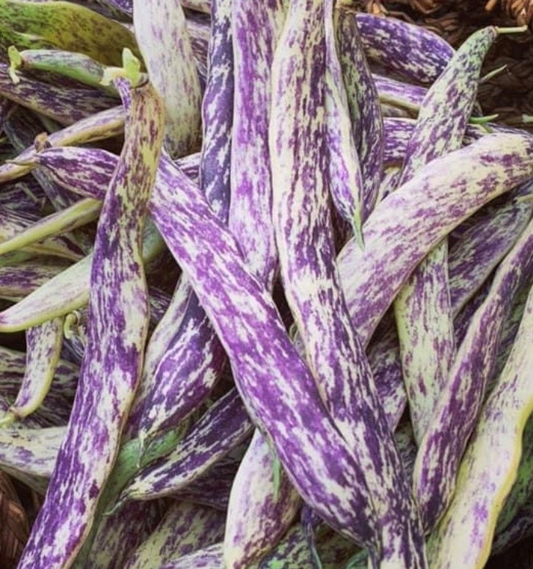Dragon's Tongue Bean Seeds | Heirloom - Etsy