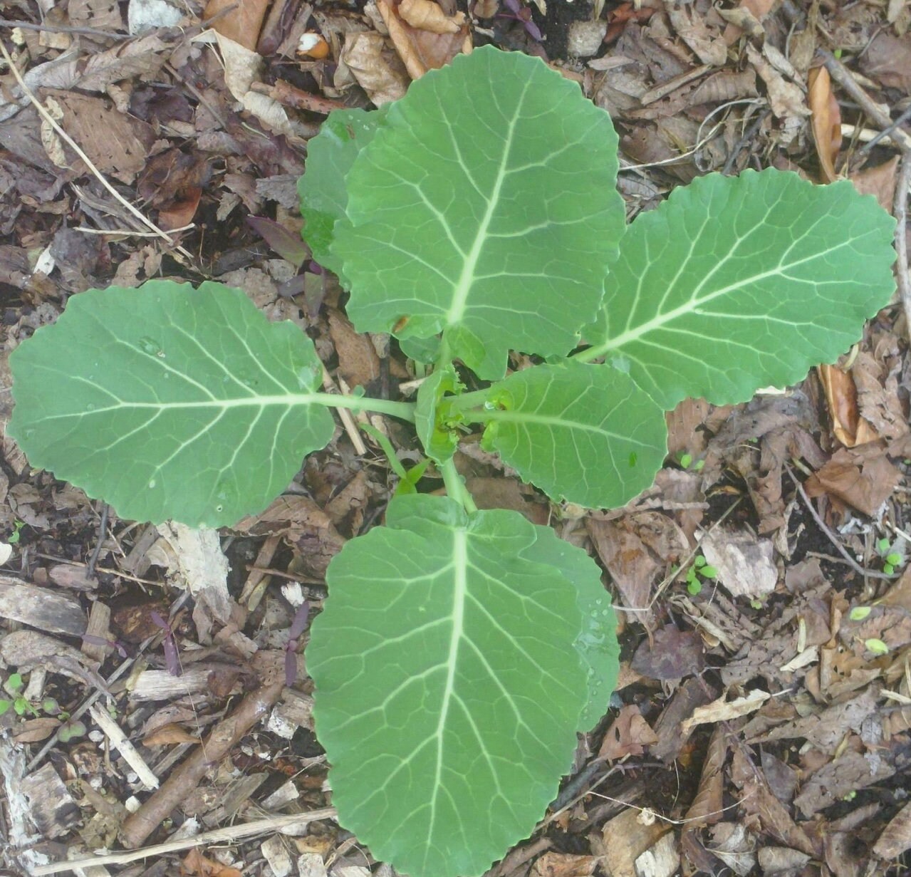 Georgia Collard Seeds | Heirloom - Etsy
