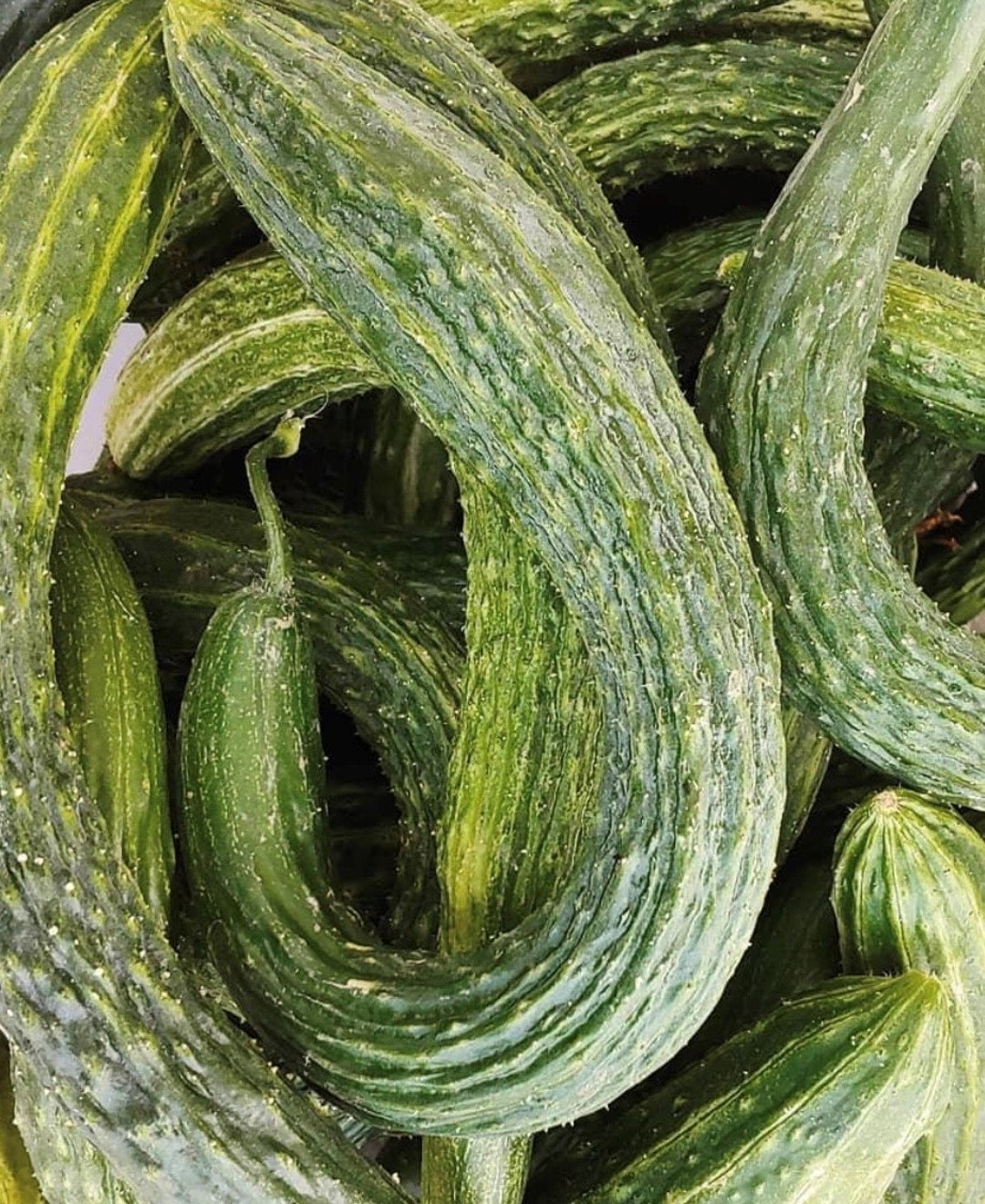 Suyo Long Cucumber Seeds | Heirloom - Etsy