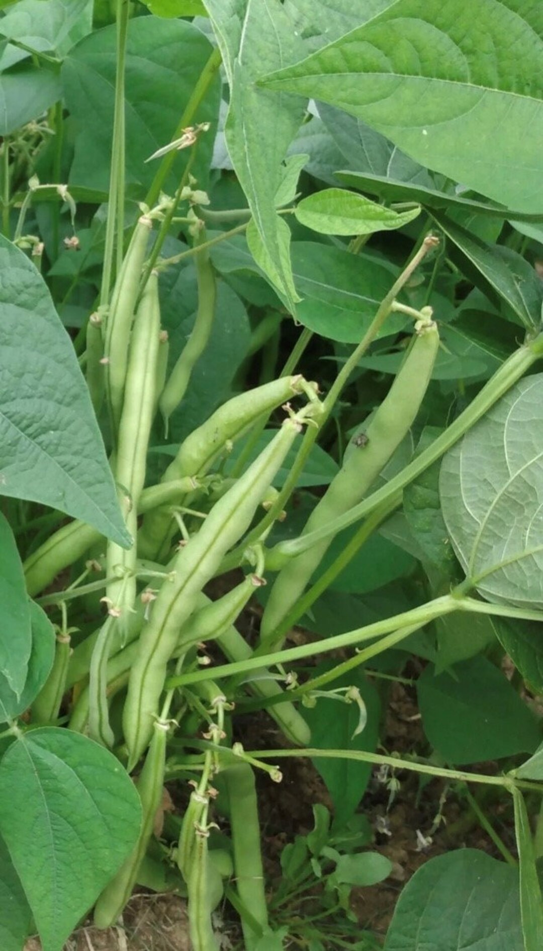 Provider Green Bush Bean Seeds | Heirloom - Etsy