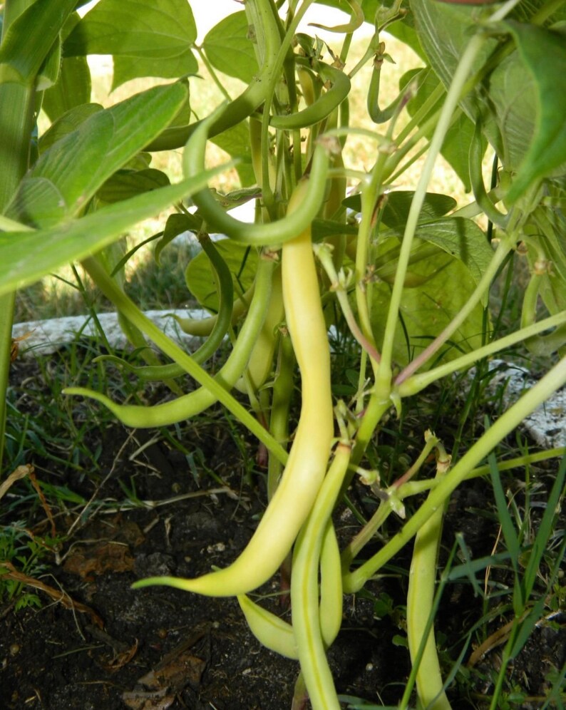Cherokee Wax Yellow Bean Seeds | Heirloom | Organic - Etsy