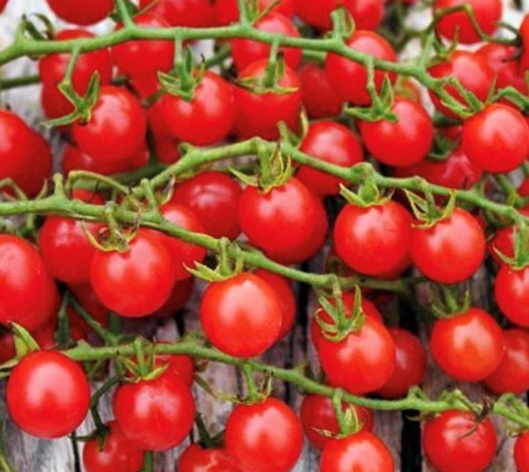 Red Currant Tomato Seeds | Heirloom - Etsy