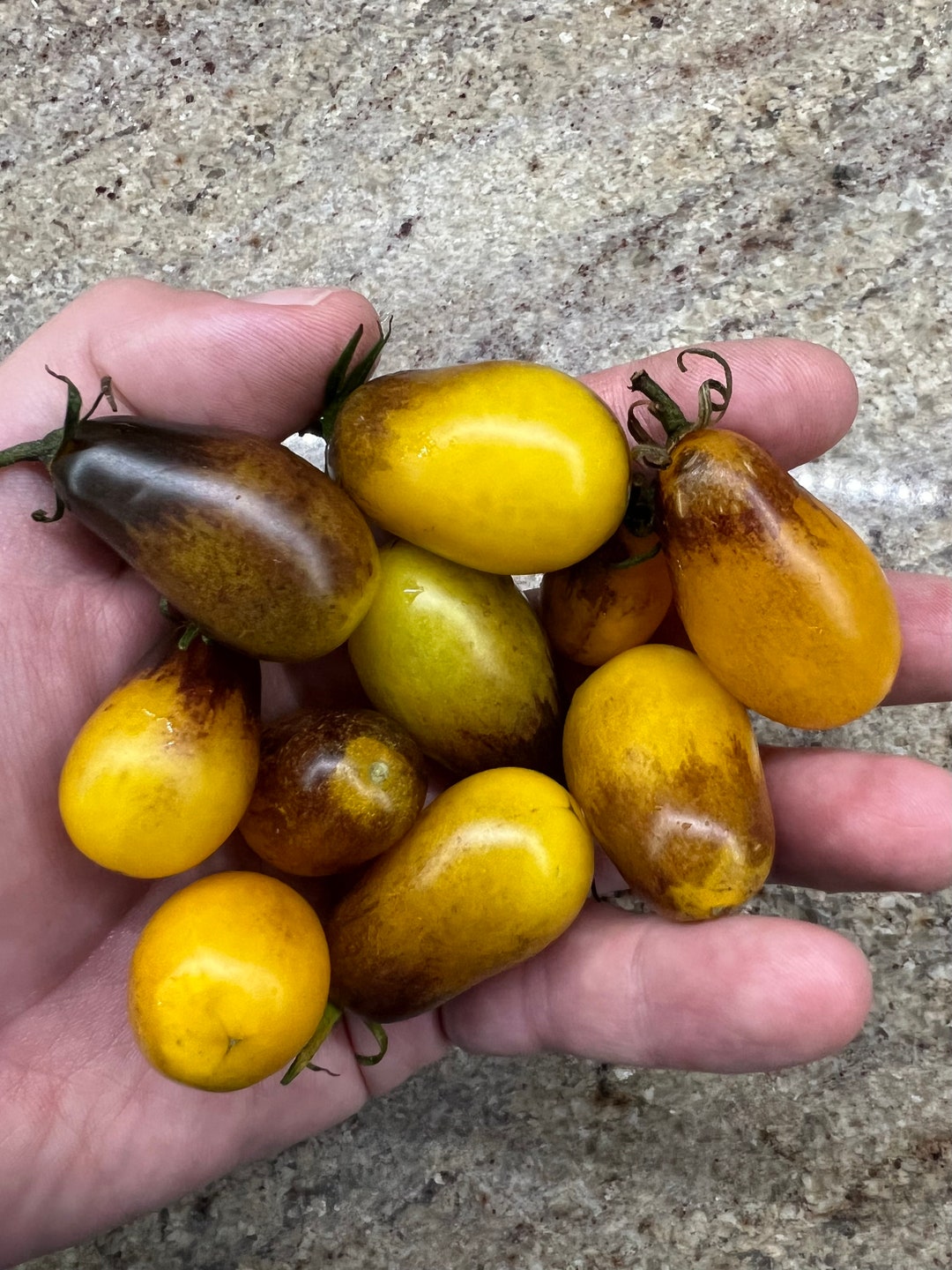 Indigo Pear Drops Tomato Seeds - Etsy