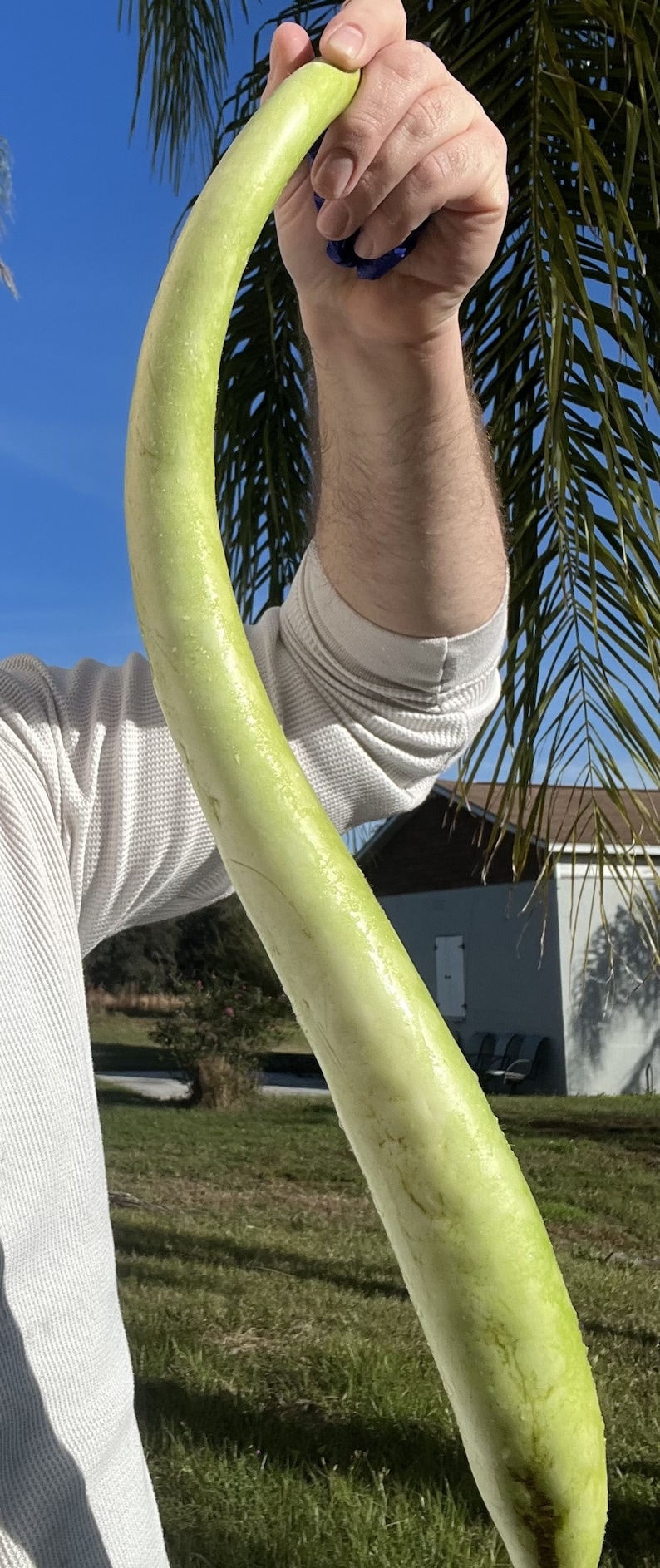 Cucuzzi (edible) Gourd Seeds | Heirloom - Etsy