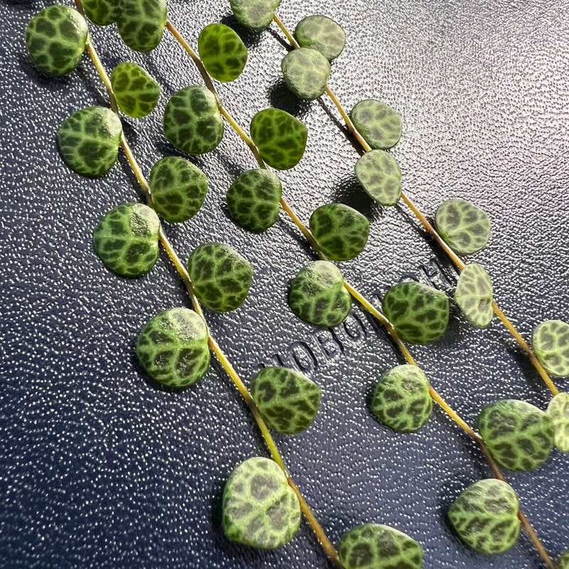String of Turtles - Etsy