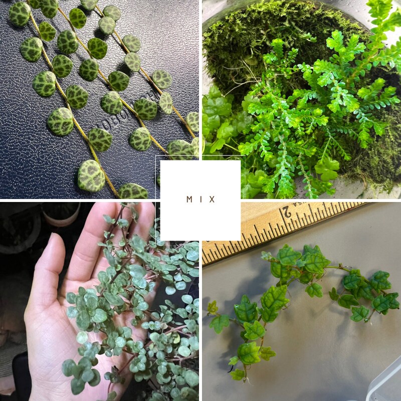 String of Frogs - Etsy