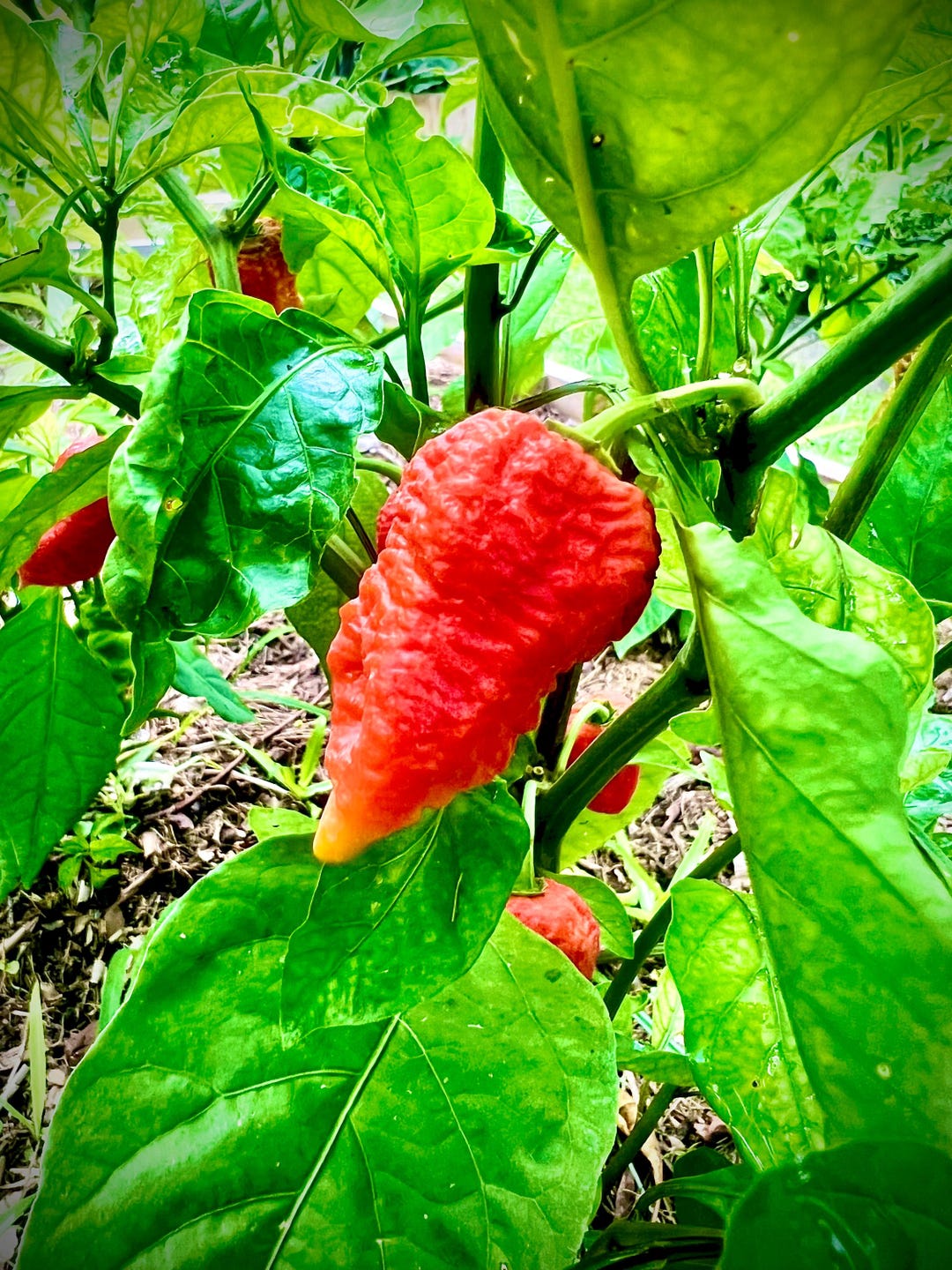 5 Death Spiral Peppers Picked to Order - Etsy
