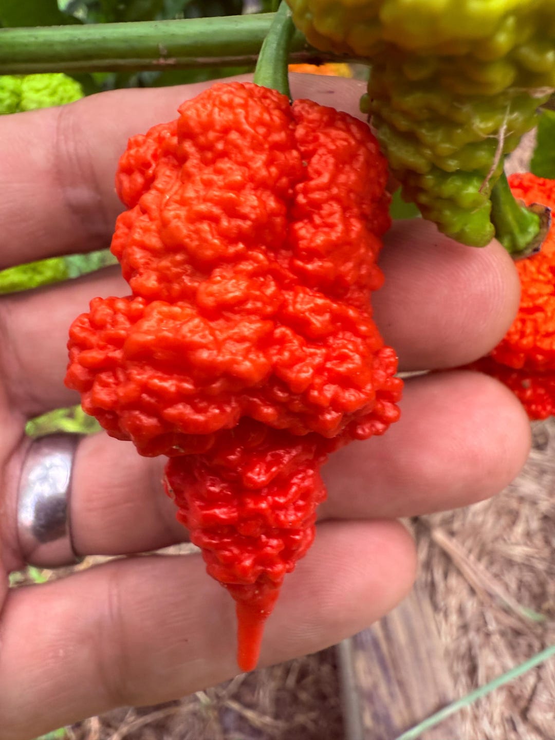 RB003 X 5 Fresh Peppers - Etsy