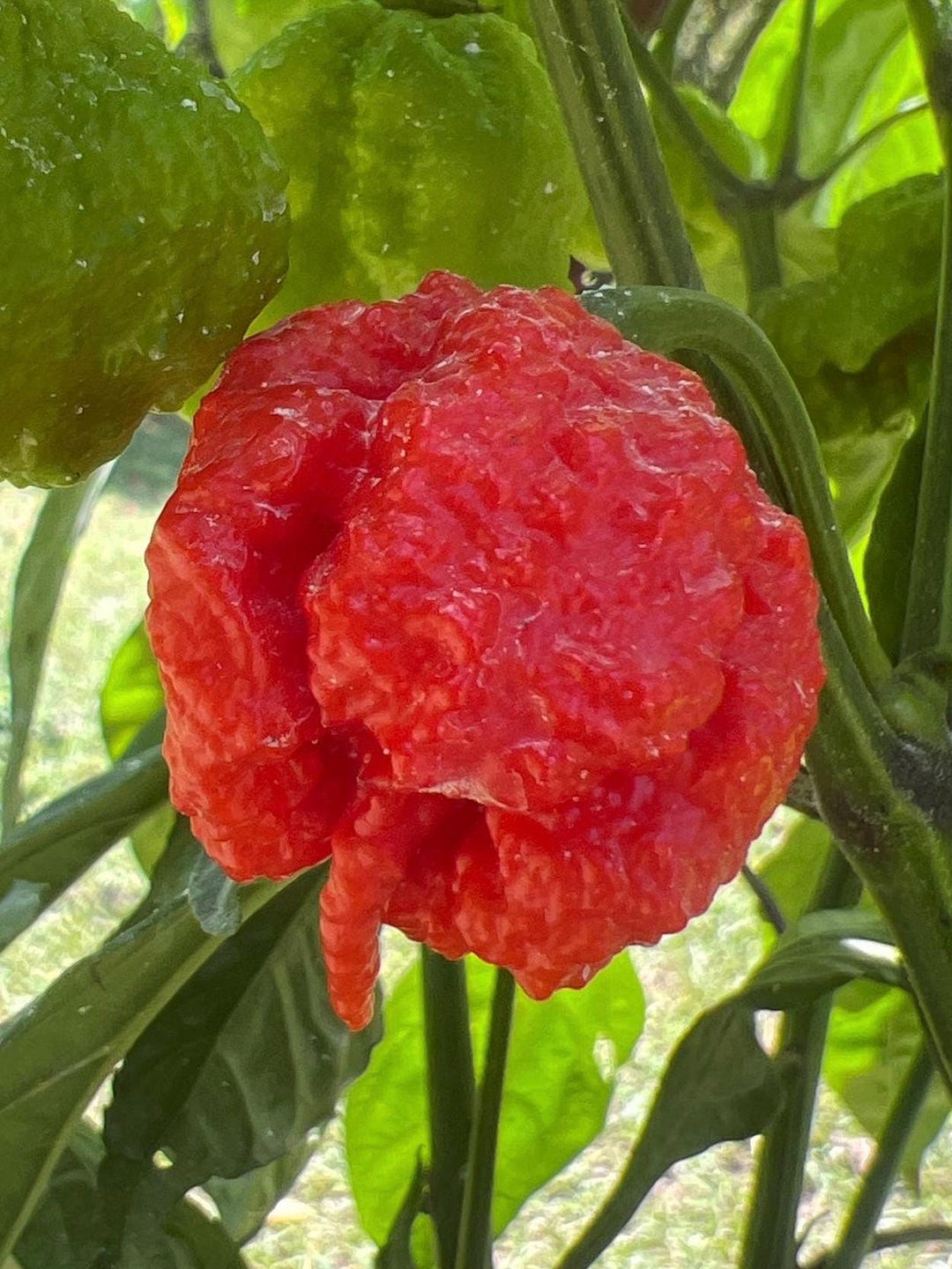 6 Dragons Breath Peppers - Etsy