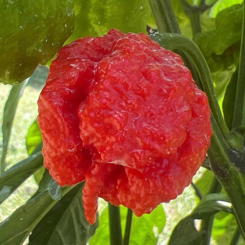 Garden Dragon - Etsy