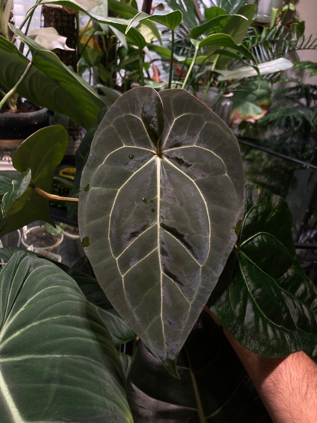 Anthurium Papi X Carla Bottom Cut - Etsy