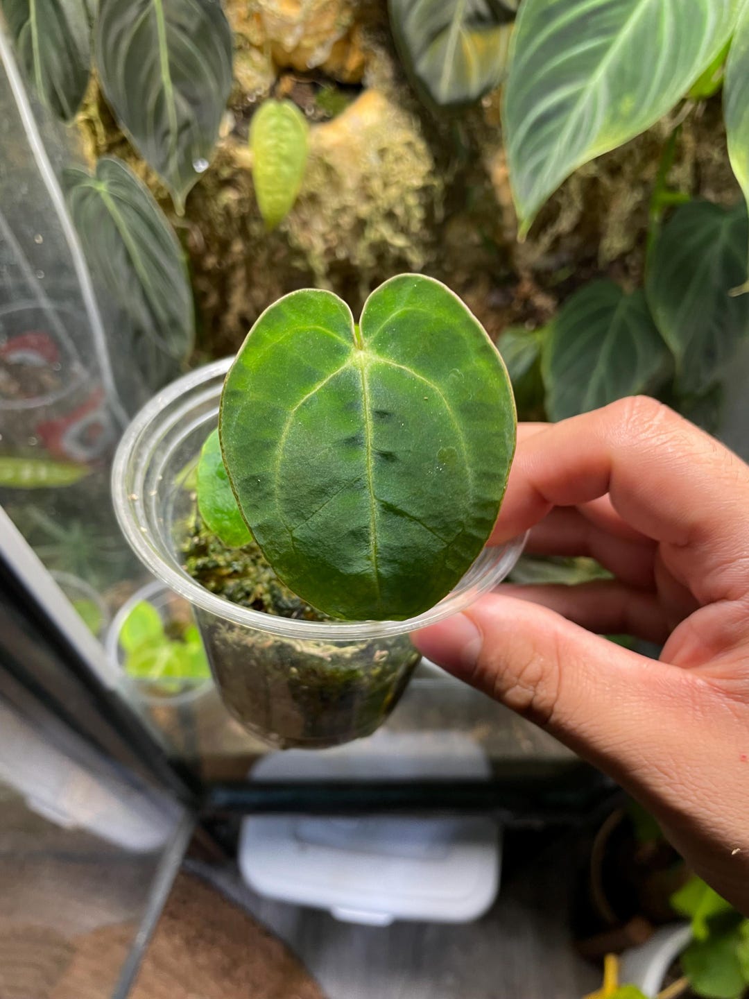 Anthurium Magnificum X papi X Aos - Etsy