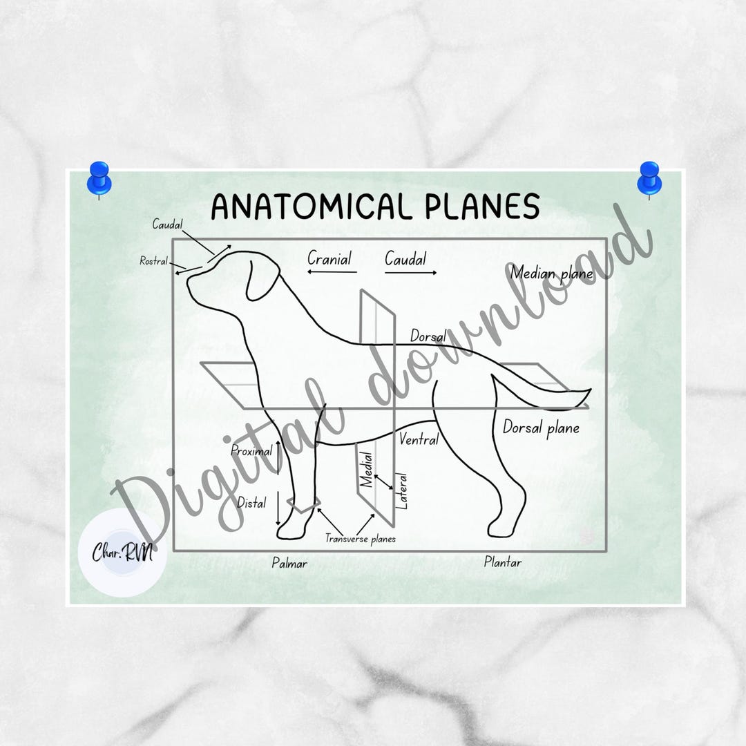 Veterinary Anatomical Planes Revision Poster (green) - Etsy