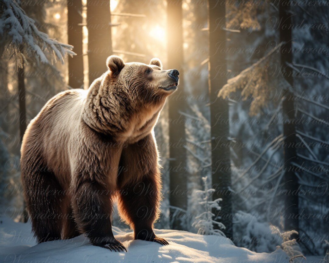 Bear Background, Backdrop, Digital, Animal Backdrop, Photography ...