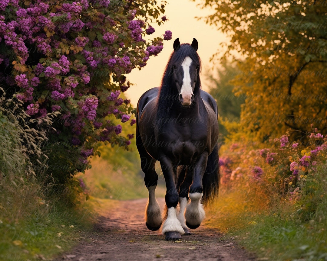 Horse Background, Backdrop, Digital, Animal Backdrop, Photography ...