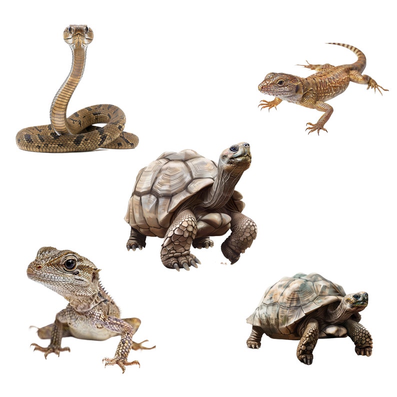 Reptiles Watercolor Clipart, Chameleon, Lizard, Snake, Turtle ...
