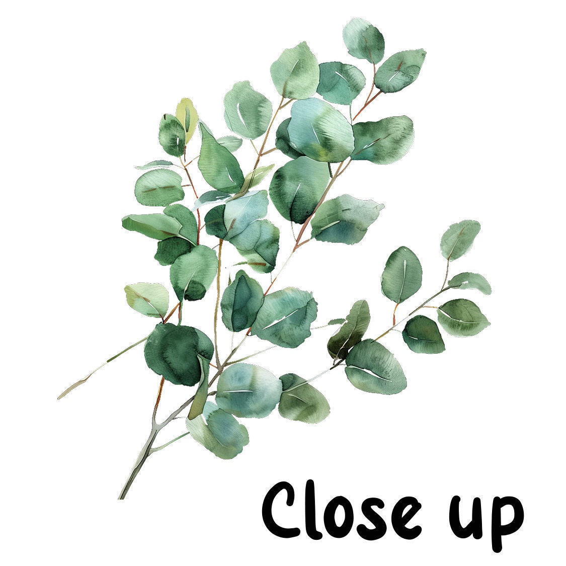 Eucalyptus Clipart, PNG, Watercolor Eucalyptus Clip Art, Green Leaves ...